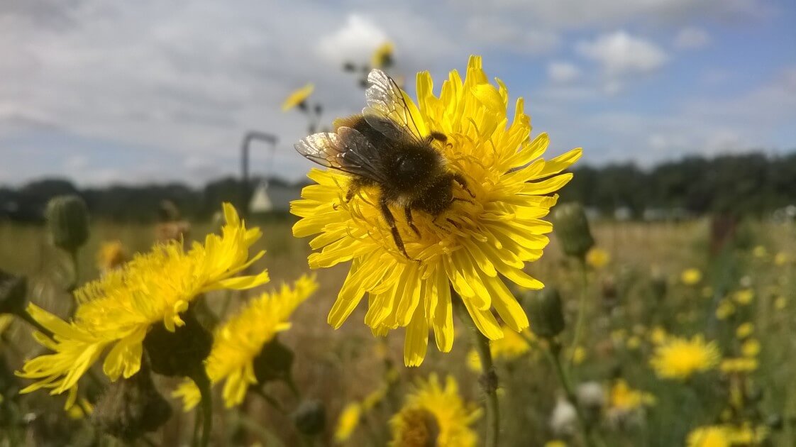 How Climate Change is Shaping the Global Flower Industry